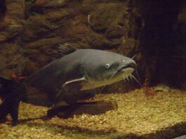 Catfish - Information and Characteristics - PetsNotebook